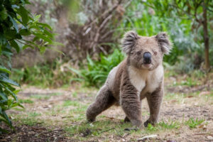 20 Animals That Live In The Forest (With Pictures) - Online Field Guide