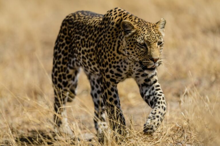 Animals That Eat Giraffes - Online Field Guide