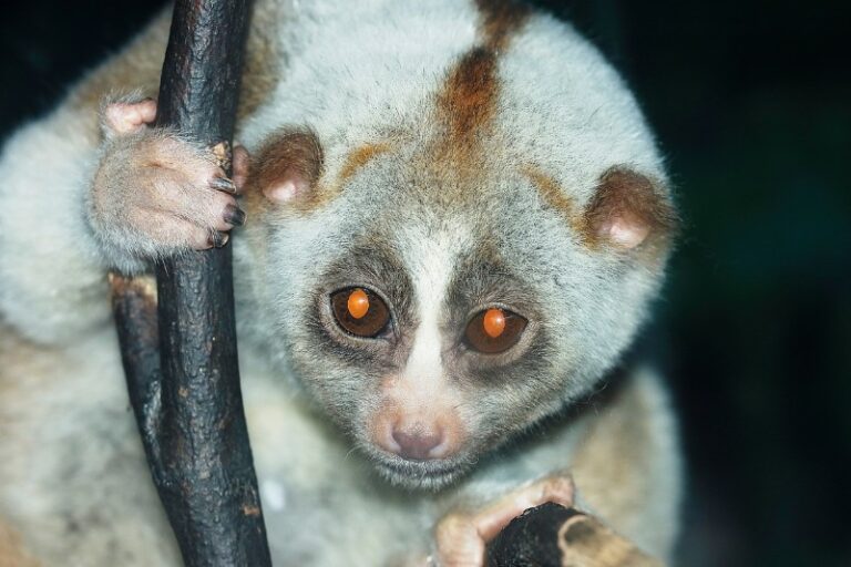 10 Animals With Opposable Thumbs - Online Field Guide
