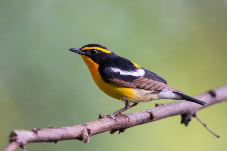 Birds That Start With The Letter N (With Pictures) - Online Field Guide