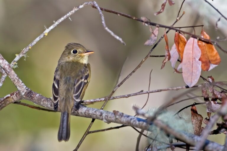 Birds That Start With The Letter P (With Pictures) - Online Field Guide