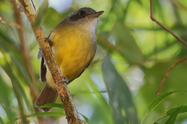 Birds That Start With The Letter P (With Pictures) - Online Field Guide