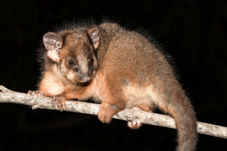 10 Animals With Opposable Thumbs - Online Field Guide