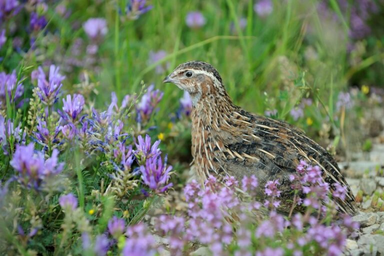 Birds That Start With The Letter Q (With Pictures) - Online Field Guide