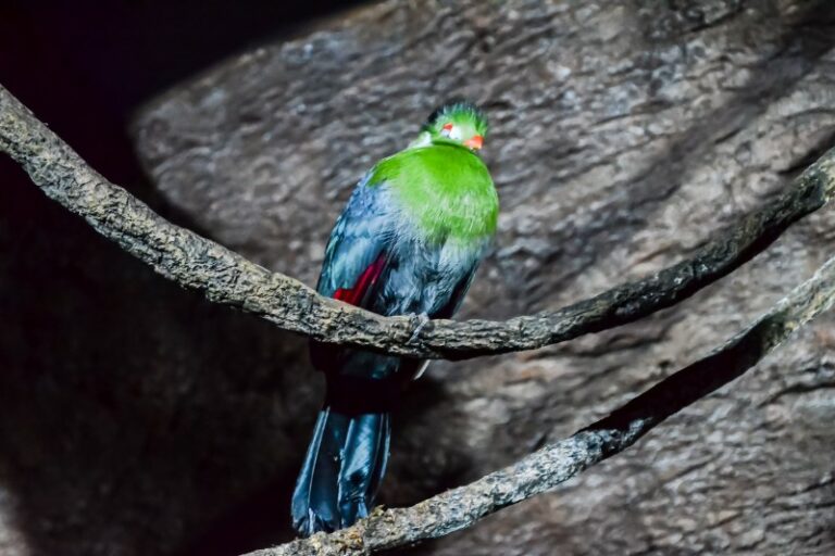 What Animals Make A Screeching Noise At Night? - Online Field Guide
