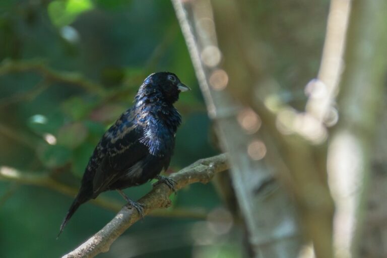 Birds That Start With The Letter U (With Pictures) - Online Field Guide