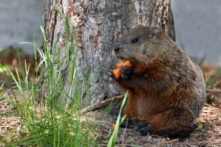 What Do Groundhogs Eat? - Online Field Guide