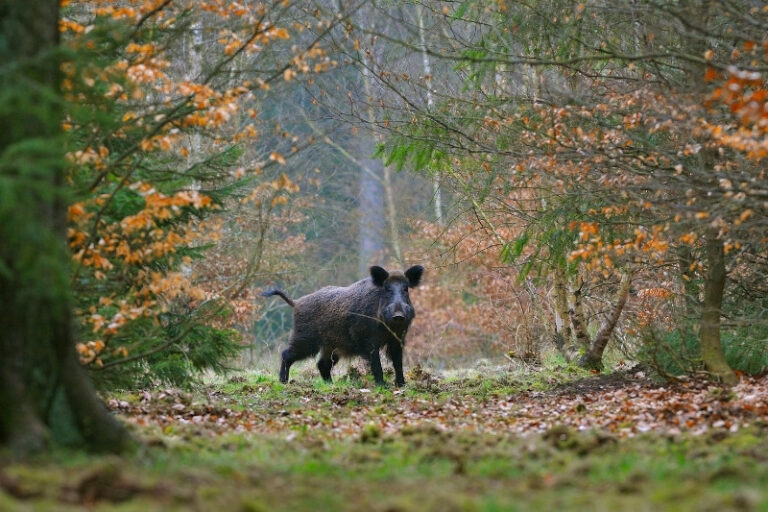20 Animals That Live In The Forest (With Pictures) - Online Field Guide