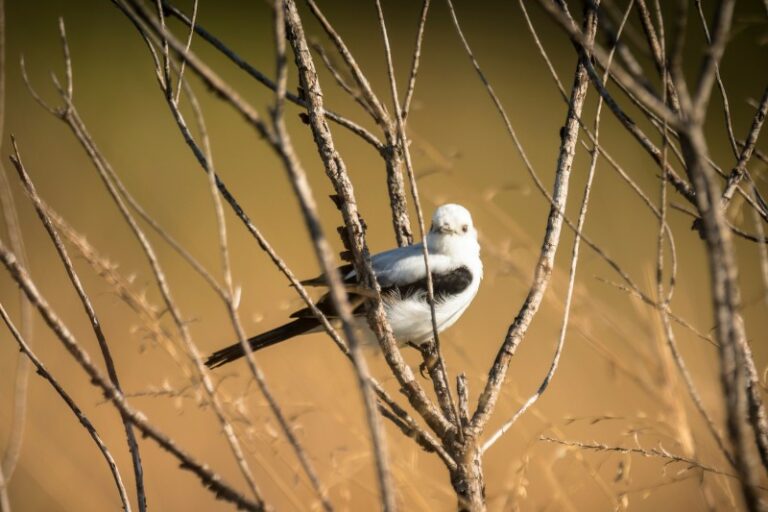 Birds That Start With The Letter X (With Pictures) - Online Field Guide