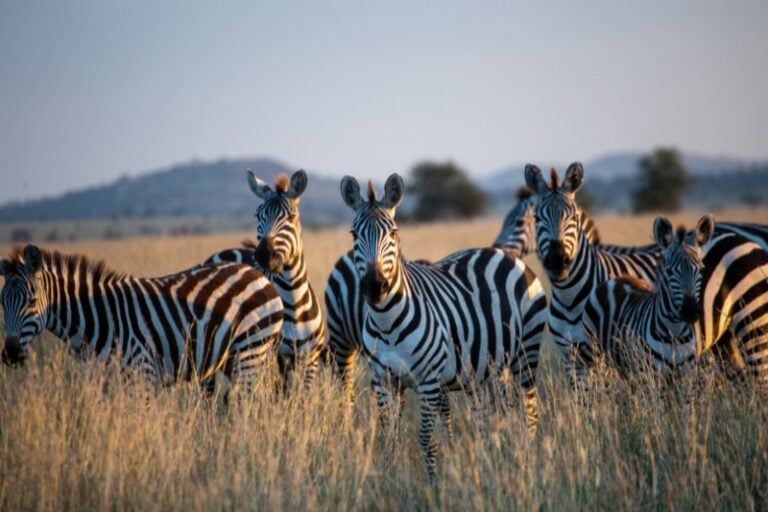 15 Animals That Live In The Savanna (With Pictures) - Online Field Guide