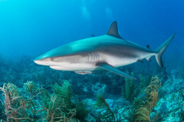 Can A Shark Drown If They Stop Swimming? - Online Field Guide