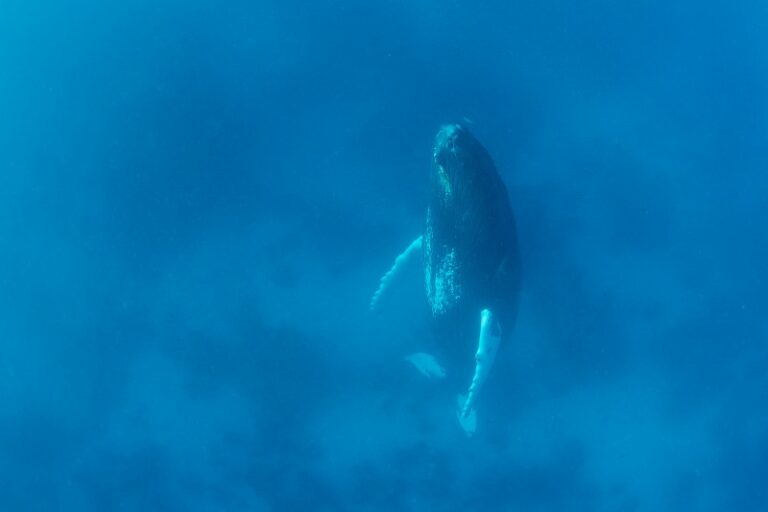 How Do Whales Sleep? - Online Field Guide