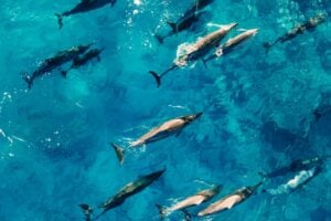 How Fast Can Dolphins Swim? - Online Field Guide