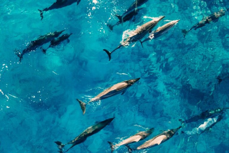How Fast Can Dolphins Swim? - Online Field Guide