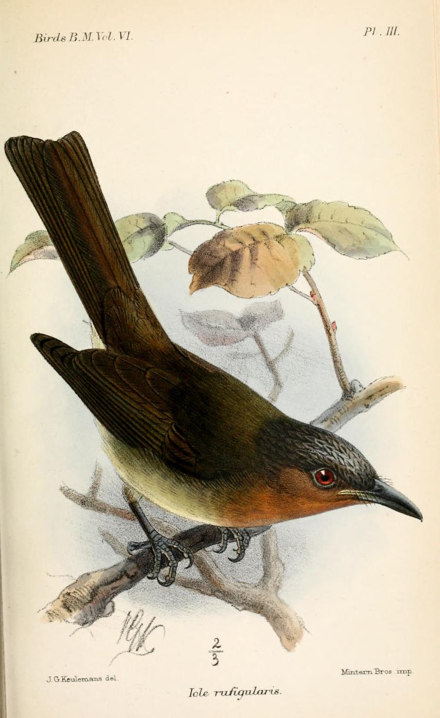 Birds That Start With The Letter Z (With Pictures) - Online Field Guide
