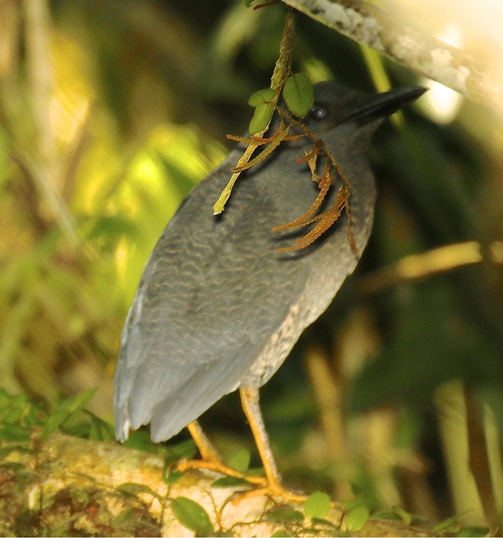 Birds That Start With The Letter Z (With Pictures) - Online Field Guide
