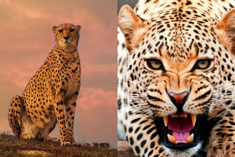 How Far Can A Cheetah See? - Online Field Guide