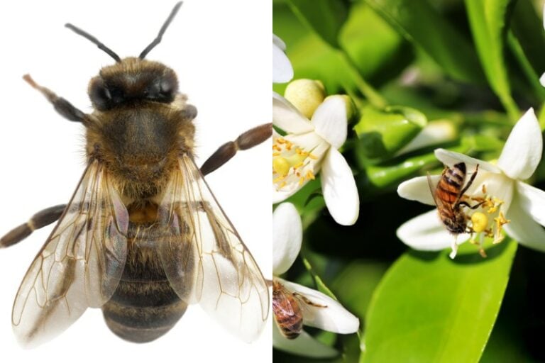 How Many Bees Are In The World - Online Field Guide