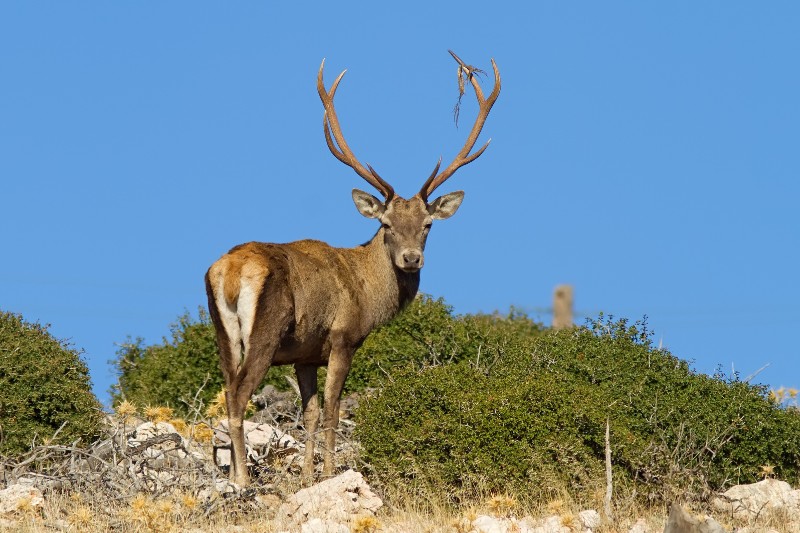 What Is A Male Deer Called Online Field Guide What Is A Male Deer Called Online Field Guide