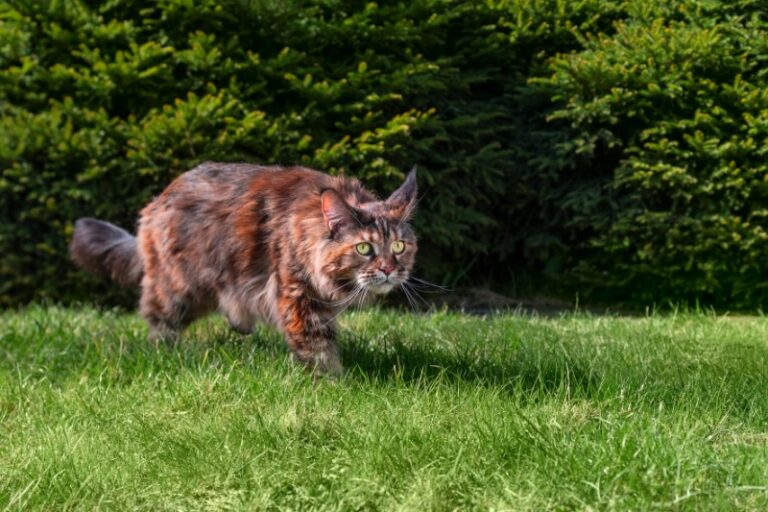 20 Sneaky & Stealthy Animals - The Masters Of Stealth - Online Field Guide