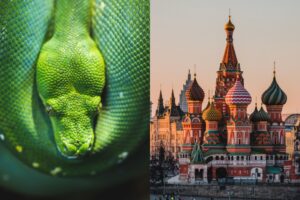 Are There Snakes In Russia? - Online Field Guide