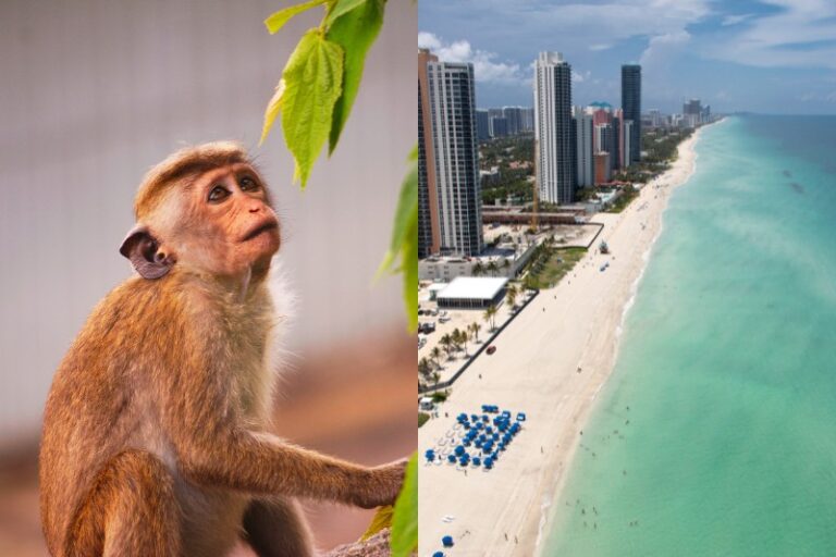 Are There Wild Monkeys In Florida? - Online Field Guide