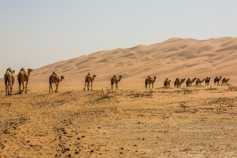 10 Types Of Animal Habitats - Online Field Guide