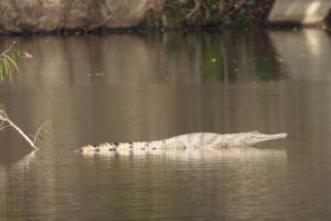 10 Types Of Animal Habitats - Online Field Guide