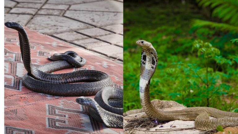 What Is a Group of Cobras Called? - Cobras Collective Nouns. - Online ...