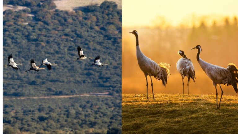 What Is a Group of Cranes Called? - Cranes Collective Nouns. - Online ...
