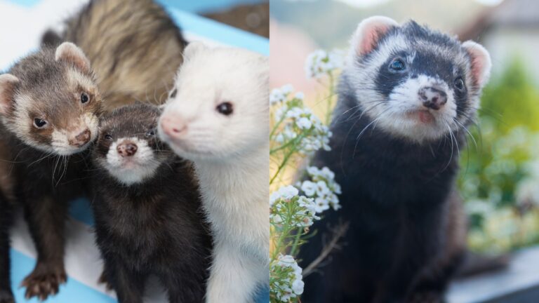 What Is a Group of Ferrets Called? - Ferrets Collective Nouns. - Online ...