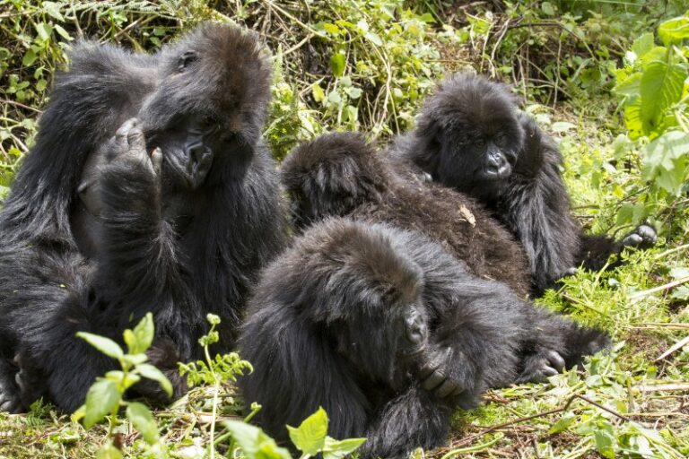 What Is a Group of Monkeys Called? - Monkeys Collective Nouns. - Online ...