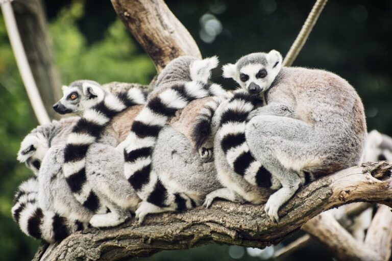 What Is a Group of Lemurs Called? - Lemurs Collective Nouns. - Online ...