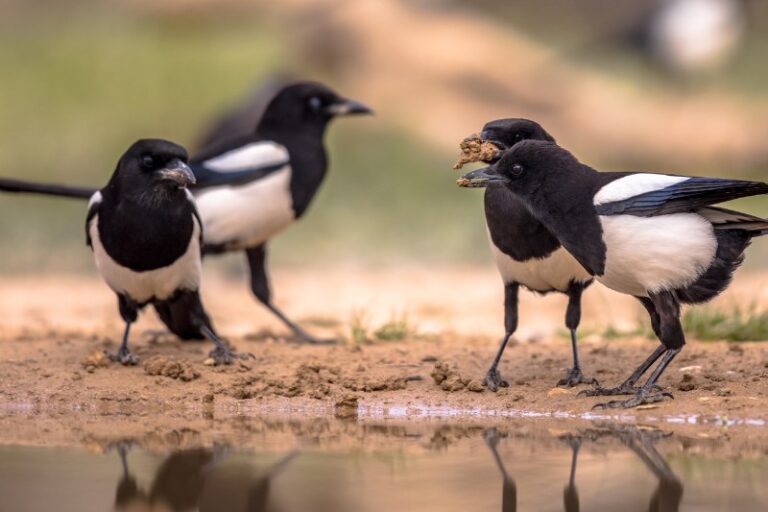 What Is a Group of Magpies Called? - Magpies Collective Nouns. - Online ...