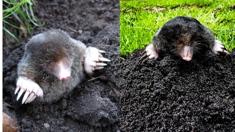 What Is a Group of Moles Called? - Moles Collective Nouns. - Online ...
