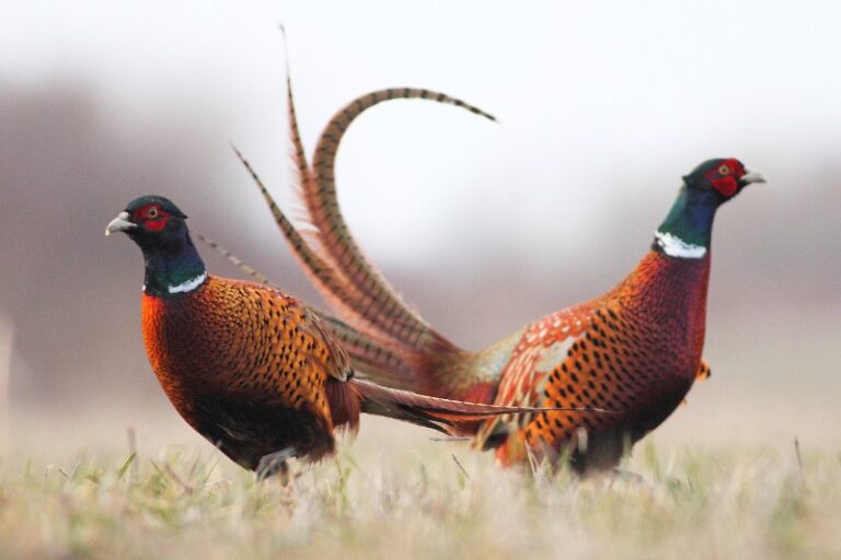 What Is a Group of Pheasants Called? - Pheasants Collective Nouns ...
