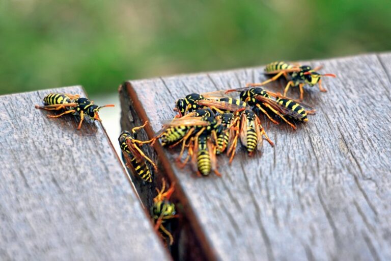 What Is a Group of Bees Called? - Bees Collective Nouns - Online Field ...
