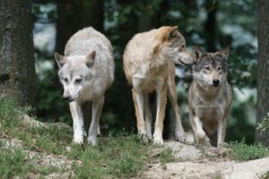 What Is a Group of Wolves Called? - Wolves Collective Nouns. - Online ...