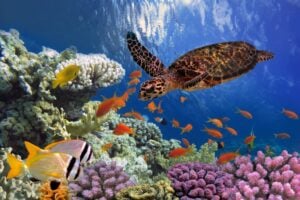 10 Types Of Animal Habitats - Online Field Guide