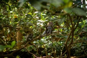 10 Types Of Animal Habitats - Online Field Guide