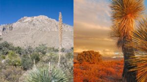 5 Chihuahuan Desert Facts - Online Field Guide