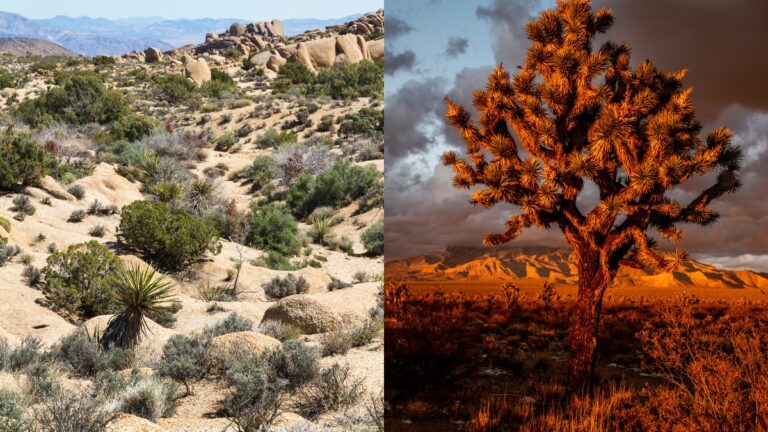 6 Facts About The Sonoran Desert - Online Field Guide