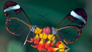 5 of The Most Beautiful Butterflies in The World - Online Field Guide