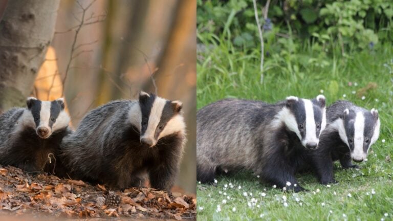 What Is a Group of Badgers Called? - Badgers Collective Nouns - Online ...
