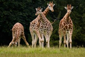 10 Animals In Senegal - Online Field Guide