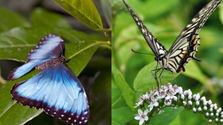 5 of The Most Beautiful Butterflies in The World - Online Field Guide