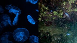 How Does Bioluminescence Work In Animals - Online Field Guide
