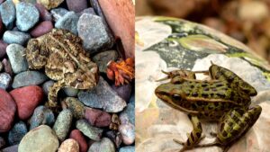 Toads or Frogs: How to Tell the Difference - Online Field Guide