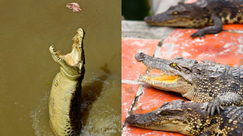 Can Crocodiles Be Domesticated? - Online Field Guide