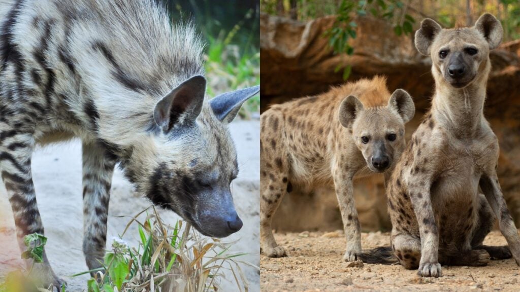 Can Hyenas Be Domesticated? - Online Field Guide